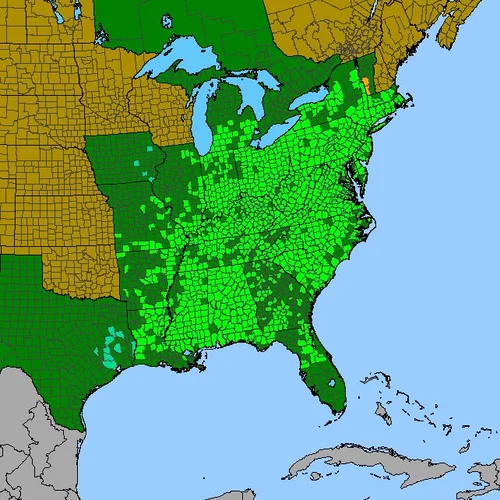 Delaware Native Trees — The Naked Oak Tree Farm