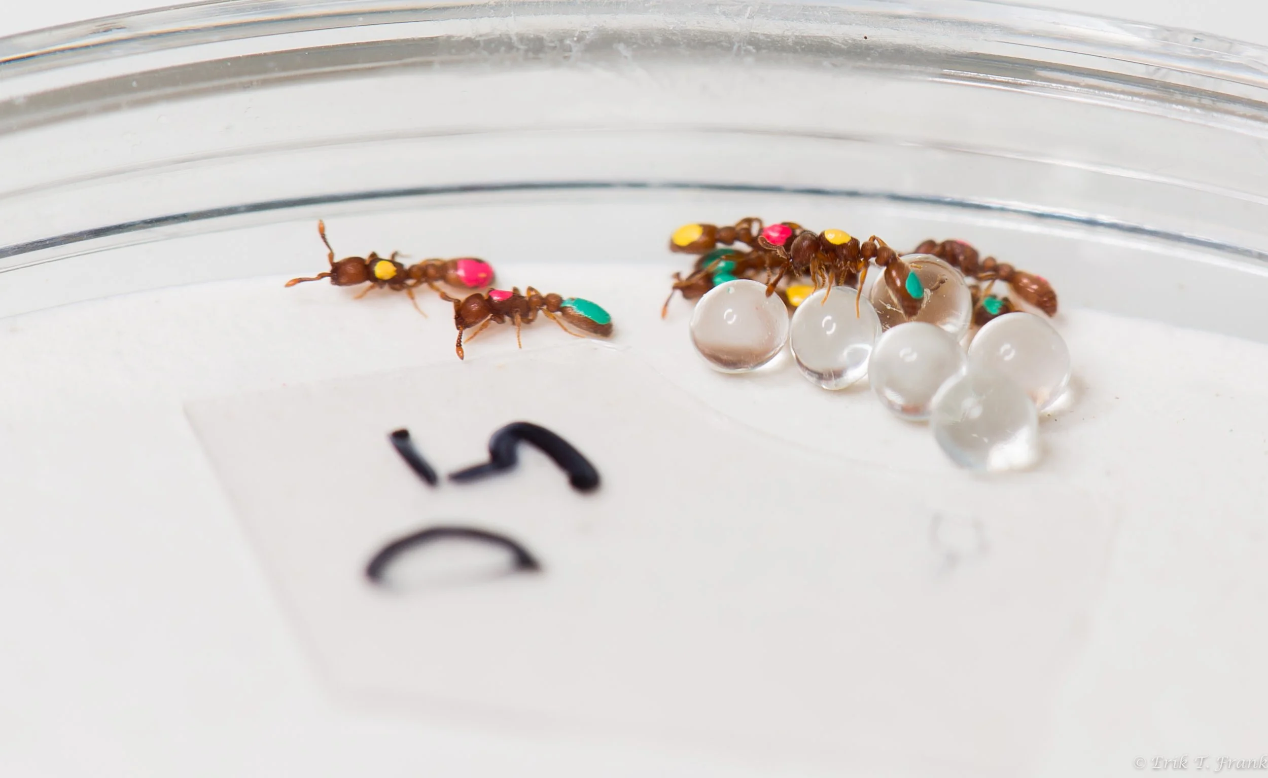 Research — Social Wound Care Evolution