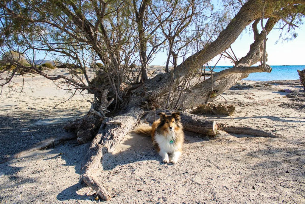 Elafonisi Beach auf Kreta — GreekIslandHopping