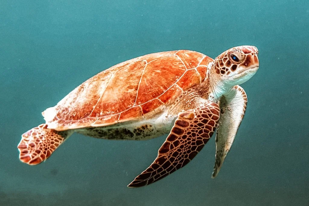 Caretta Caretta - 8 spannende Fakten — GreekIslandHopping