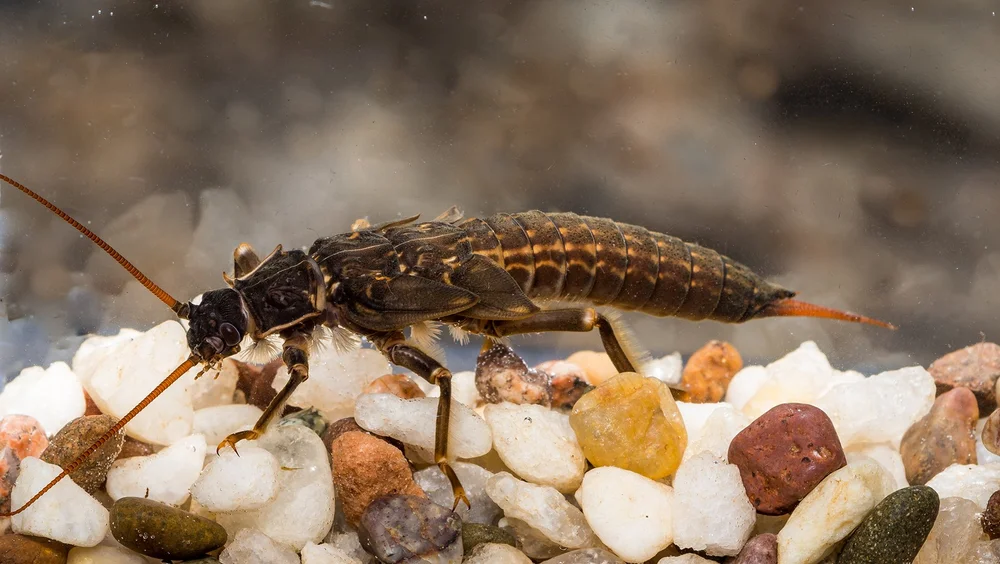Deschutes River Alliance