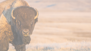 Enter to Win a Bison Hunt — Jackson Dental