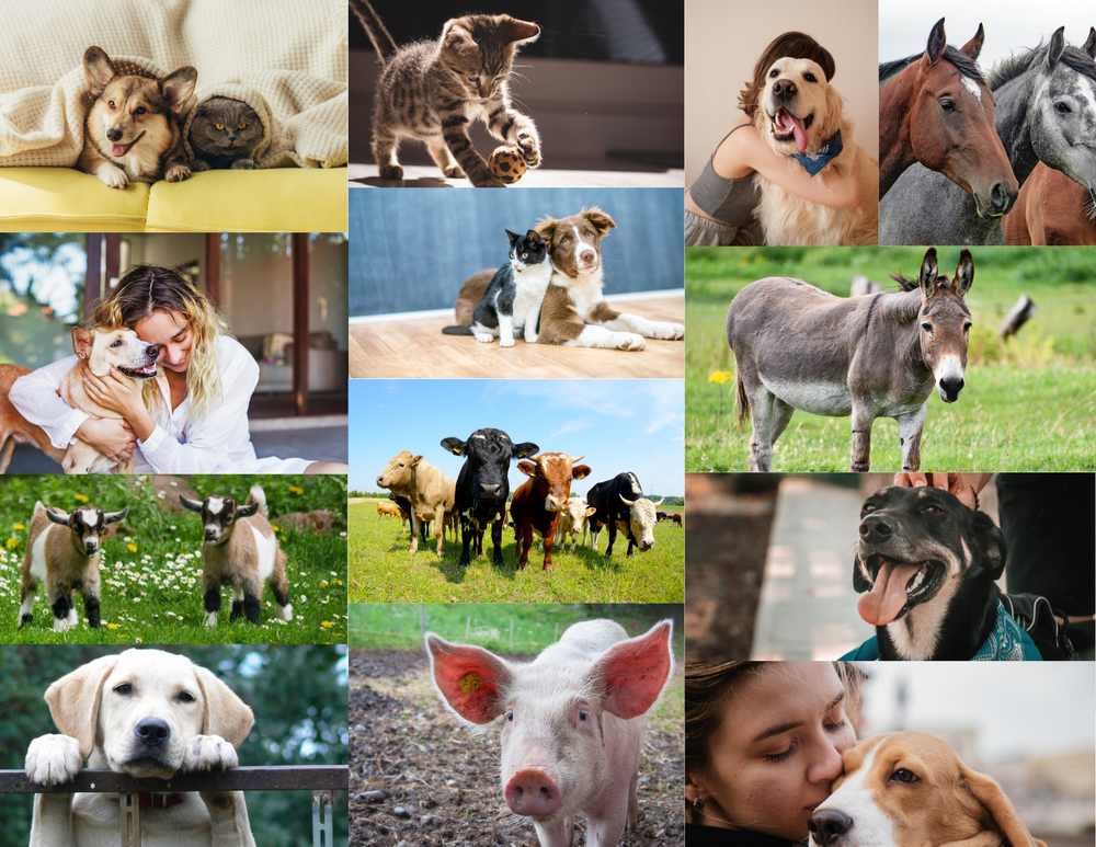 Our Projects — Safe Pet Project