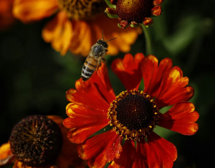 Kansas Honey Producers Association