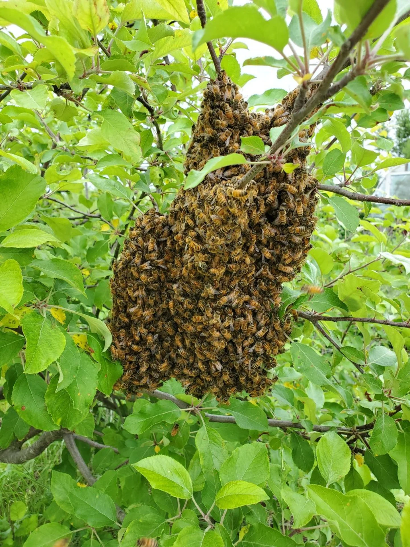 Kansas Honey Producers Association