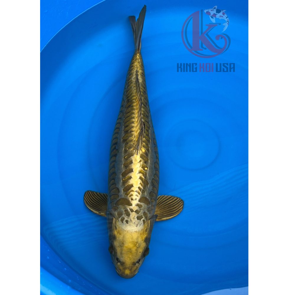 DOITSU MUKASHI — King Koi USA