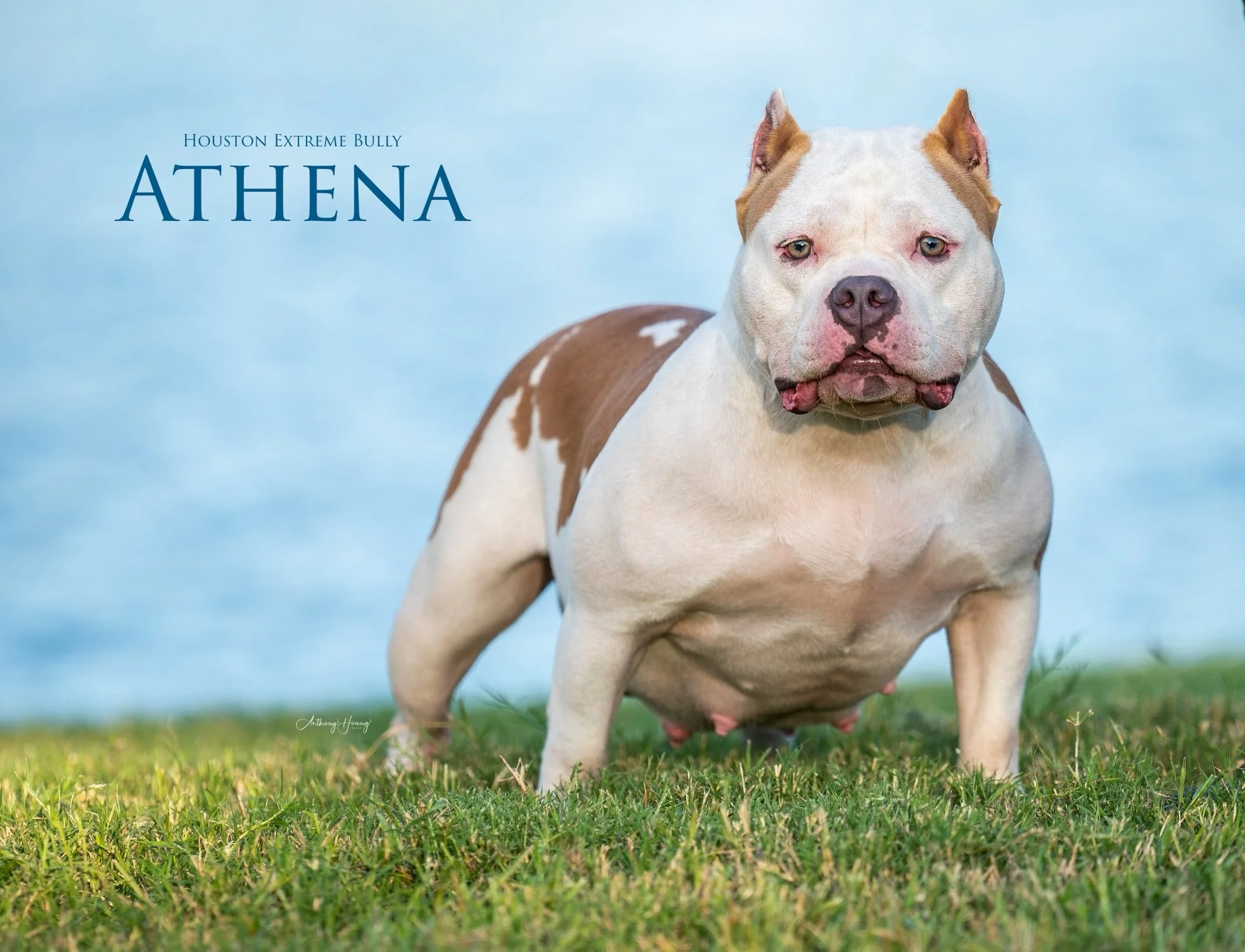 DAMS — Houston Extreme Bully