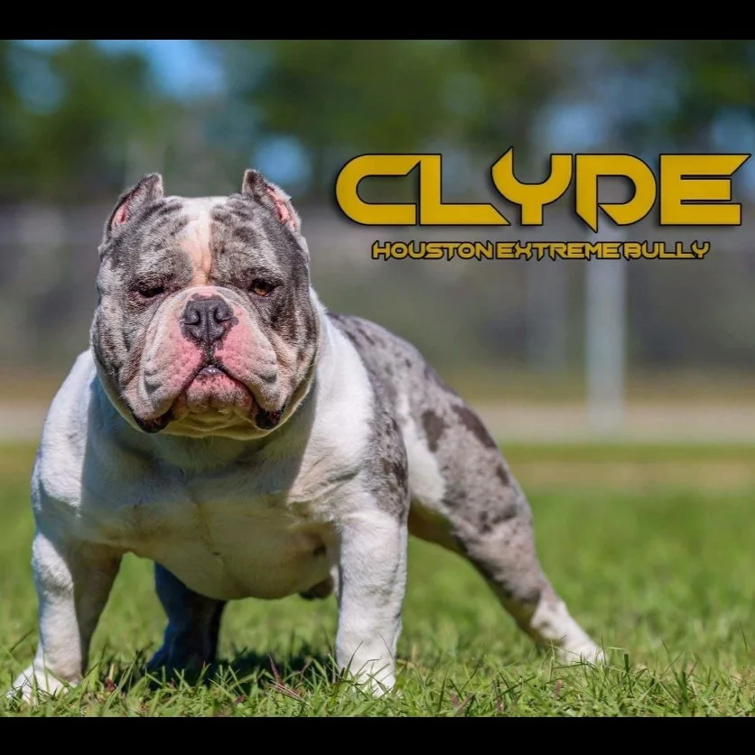 STUDS — Houston Extreme Bully