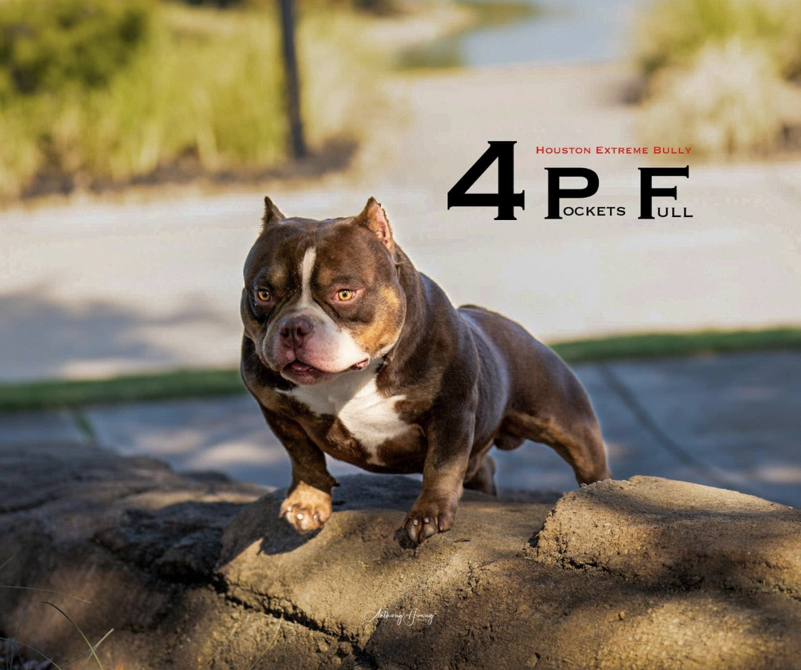 STUDS — Houston Extreme Bully