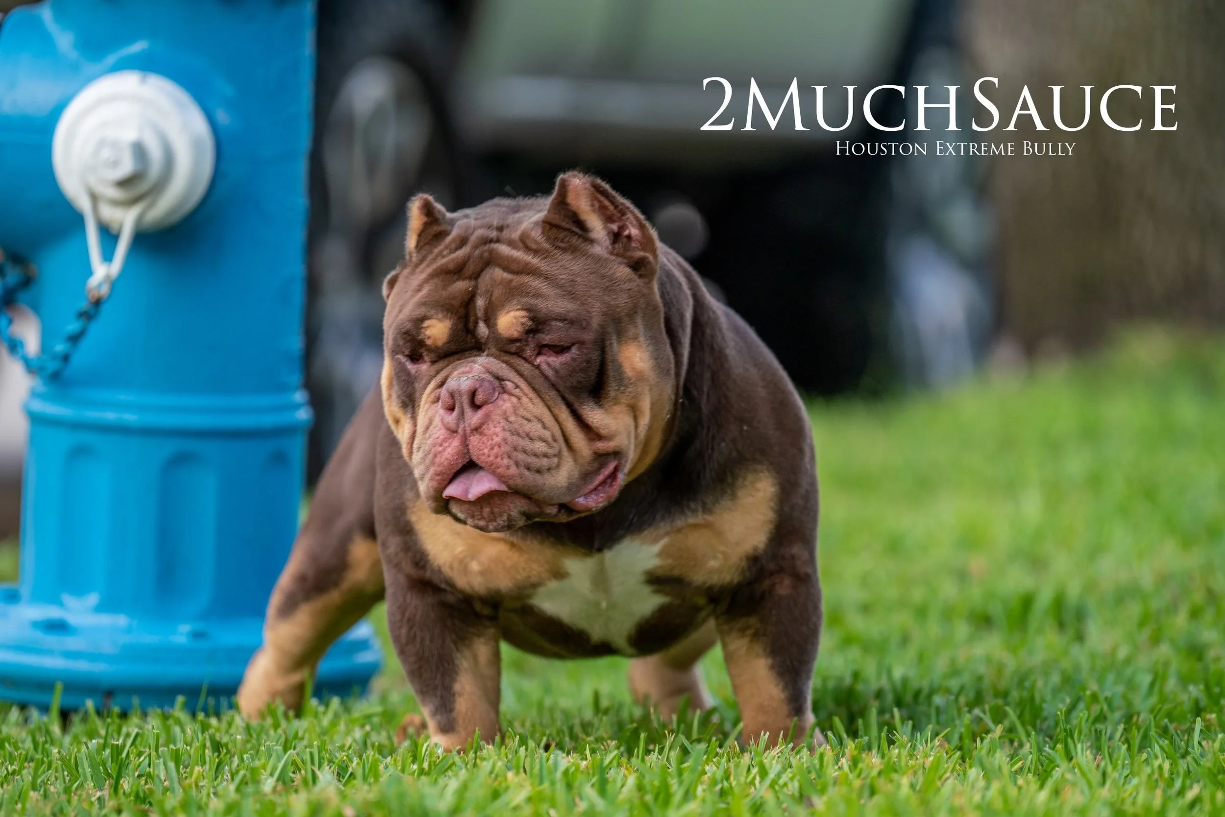 STUDS — Houston Extreme Bully