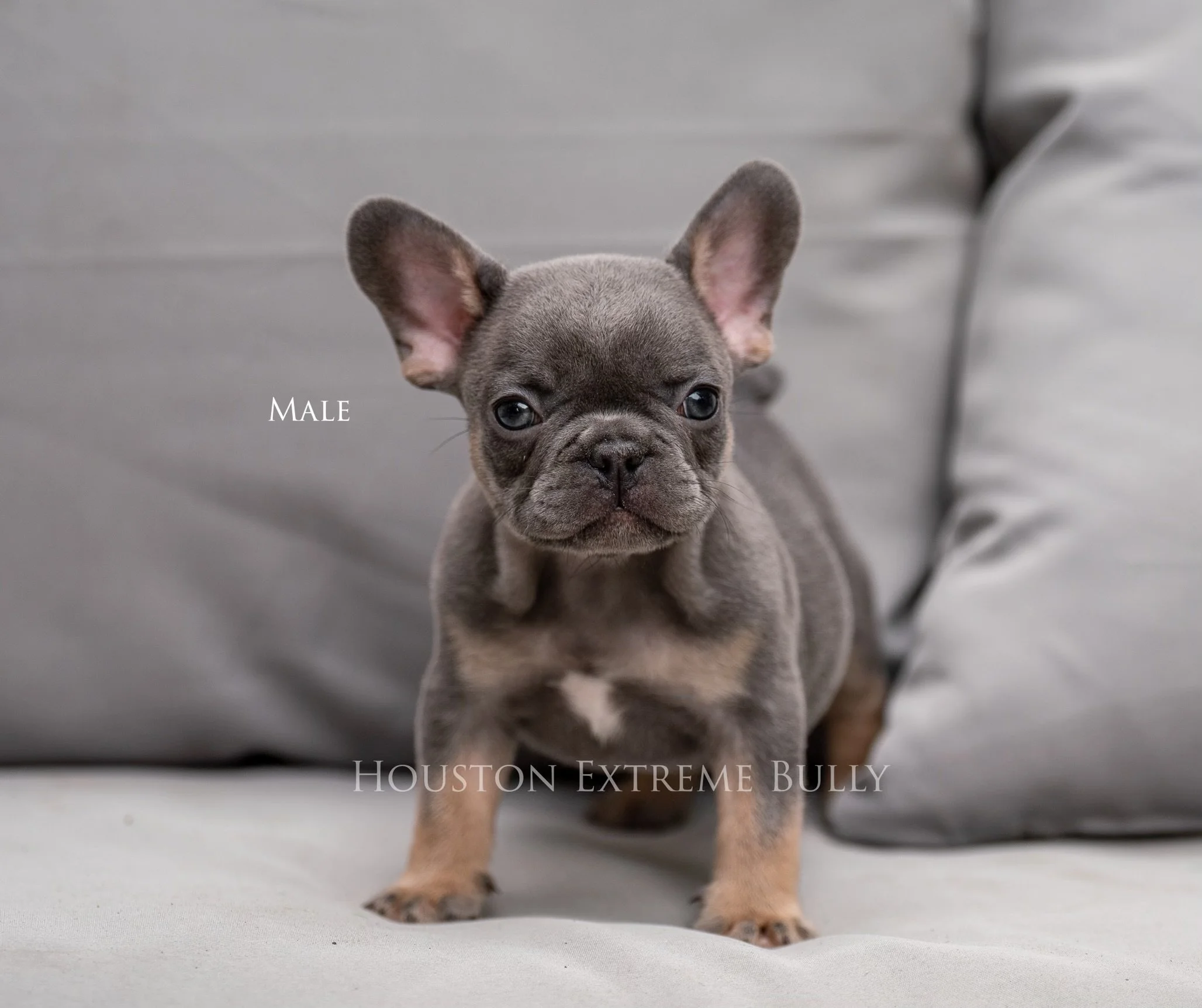 Frenchie Puppies — Houston Extreme Bully