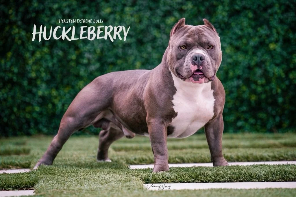 STUDS — Houston Extreme Bully