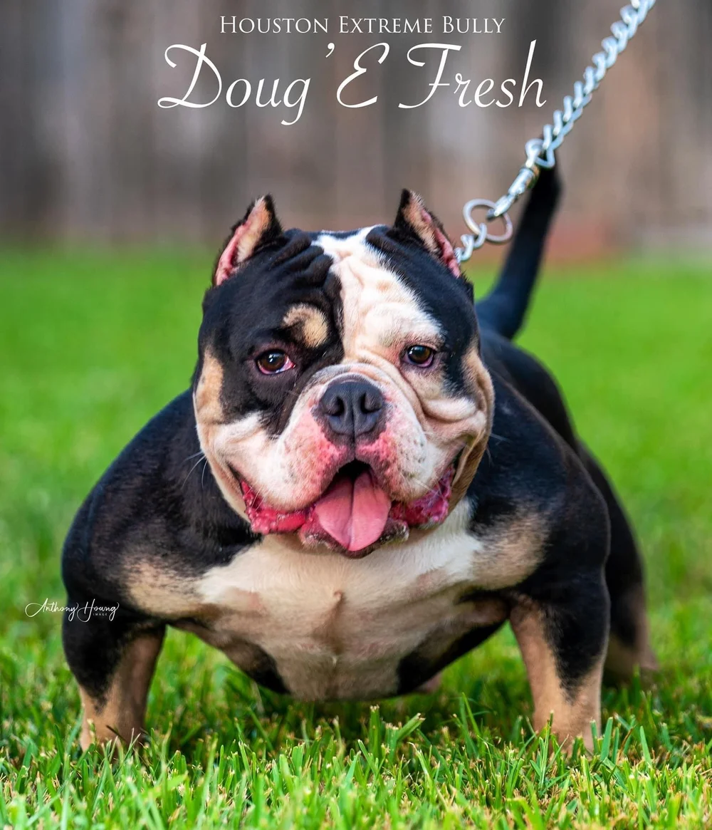 STUDS — Houston Extreme Bully