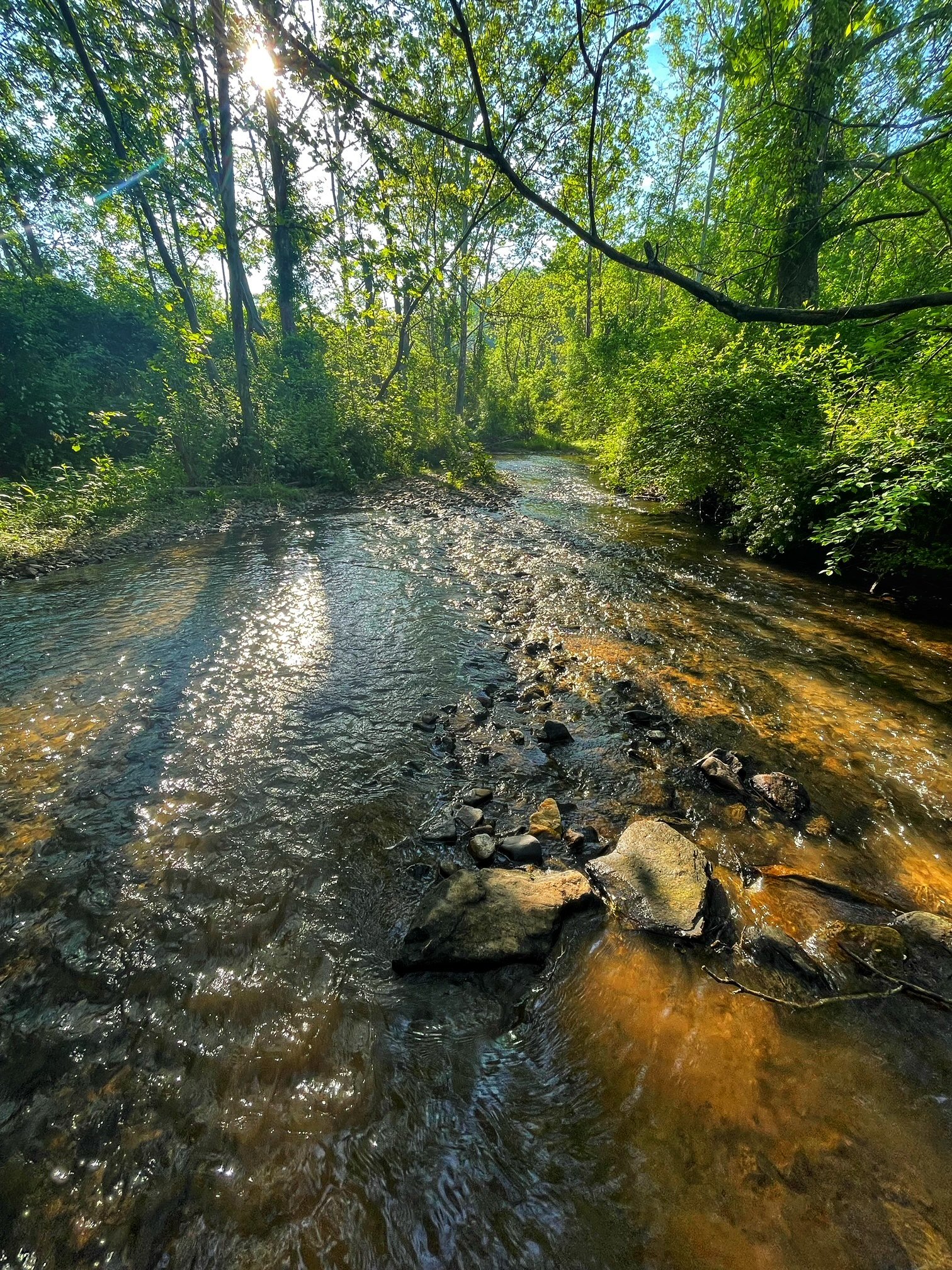 Charlottesville Area Trail Runners