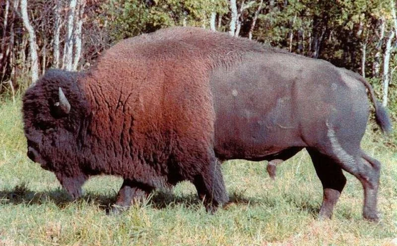 Wood Bison Versus Plains Buffalo — BUFFALO GRANDE
