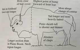 Wood Bison Versus Plains Buffalo — BUFFALO GRANDE