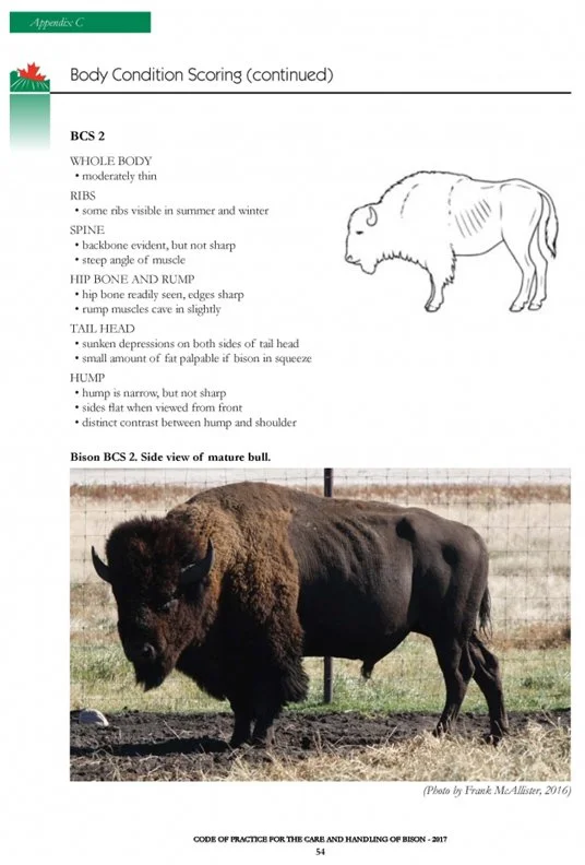 Body Condition Scoring Guide for Bison — BUFFALO GRANDE