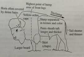 Wood Bison Versus Plains Buffalo — BUFFALO GRANDE