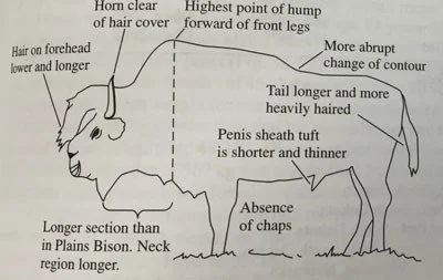 Bison Bellows: Plains and Wood Bison - What’s the Difference? — BUFFALO ...