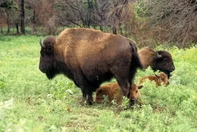 Bison Bellows: Group Dynamics — BUFFALO GRANDE