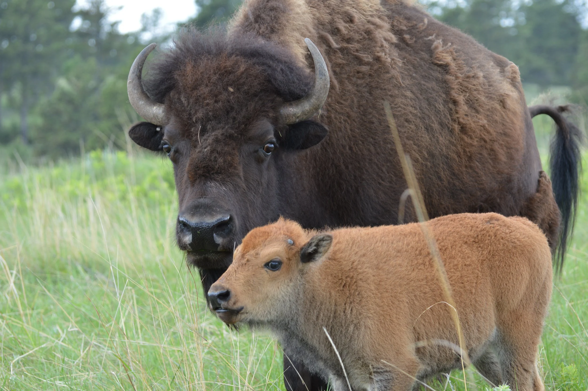 Welcome to Buffalo Tales and Trails! — BUFFALO GRANDE