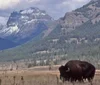 Hope Is A Bison Bellow — BUFFALO GRANDE