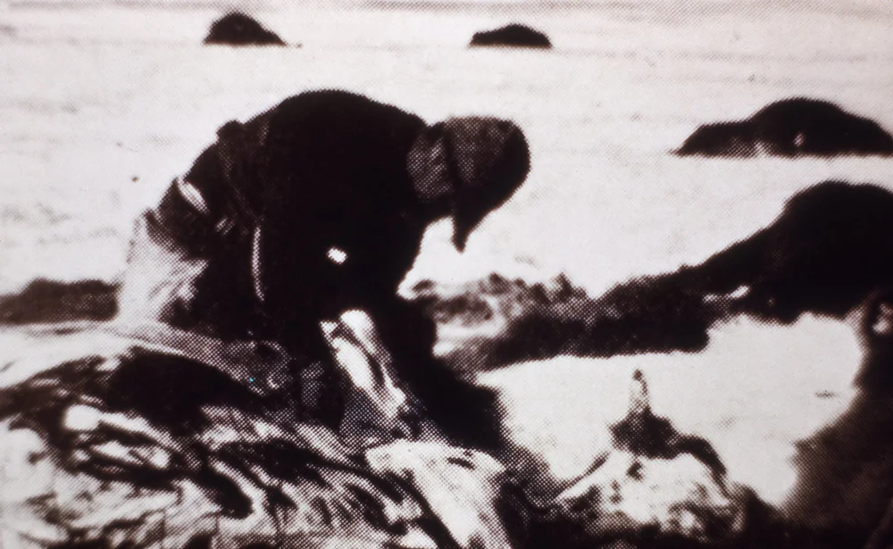 Discovering Our Buffalo Legacy — BUFFALO GRANDE