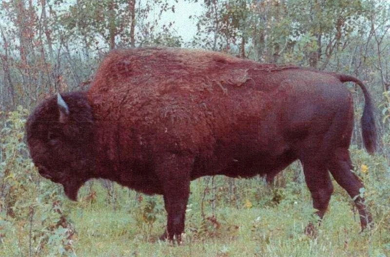 Wood Bison Versus Plains Buffalo — BUFFALO GRANDE