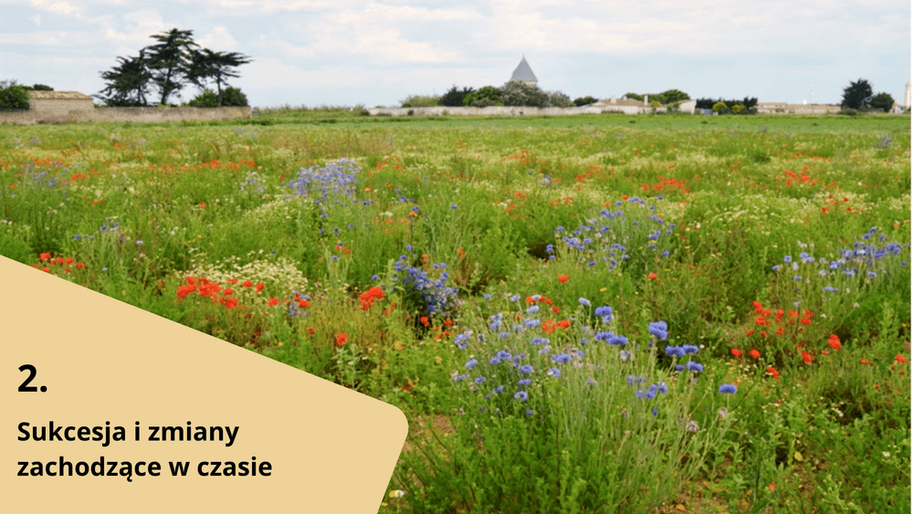 Projektowanie nasadzeń naturalistycznych — Garden Masterclass Polska