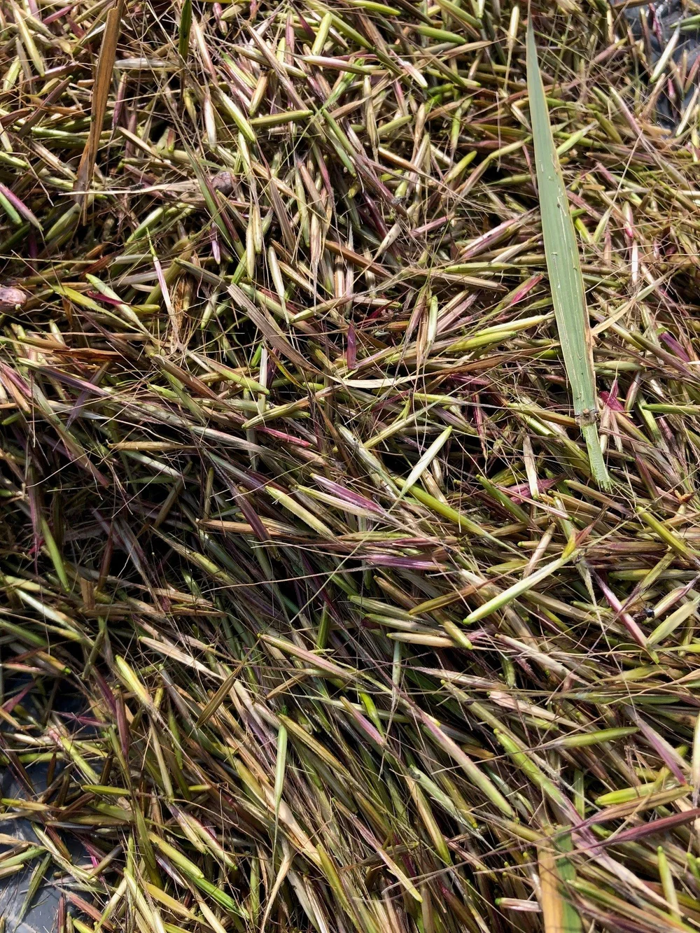 Products — Against The Grain Wild Rice