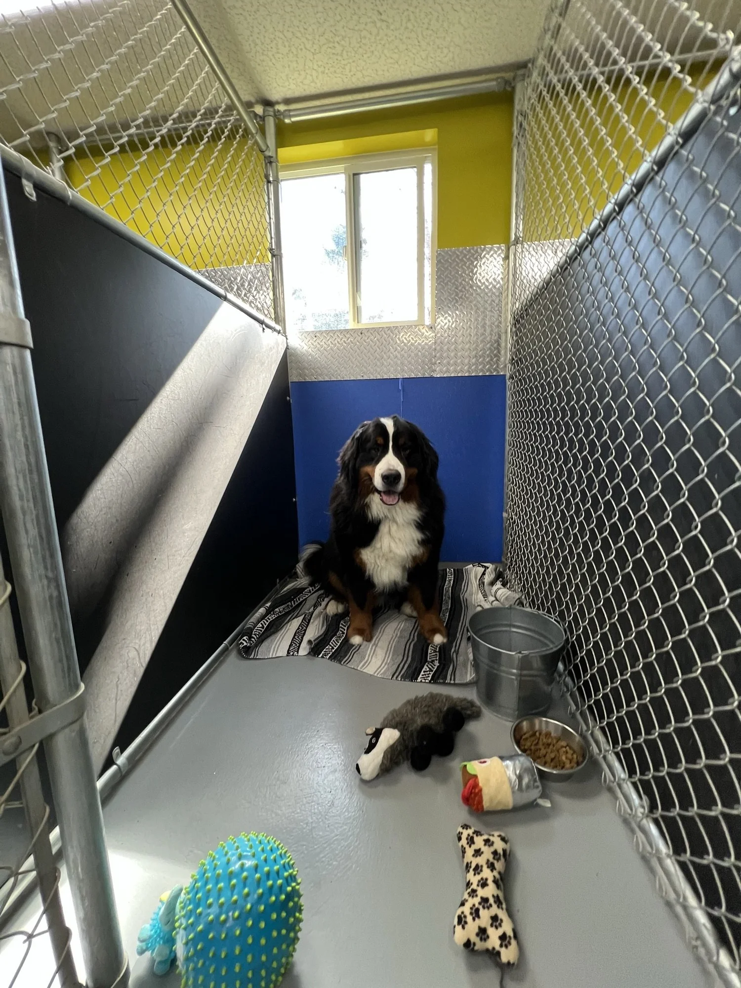 Facility Tour — PAWS N PALS DOGGY DAYCARE