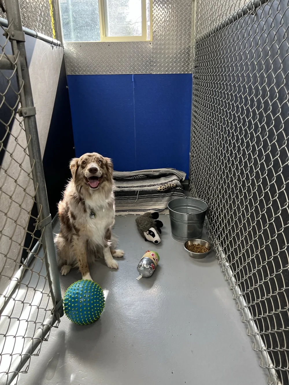 Facility Tour — PAWS N PALS DOGGY DAYCARE