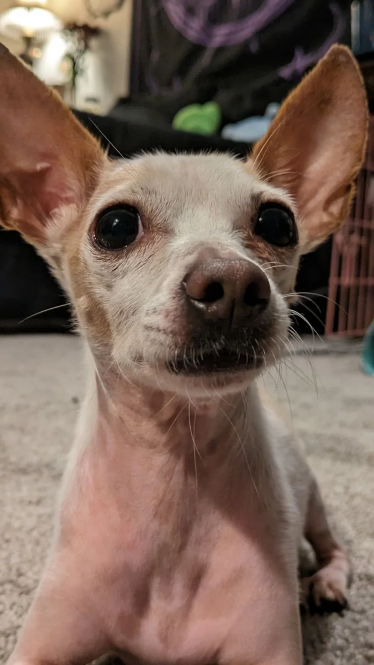 Boarding Questionnaire — PAWS N PALS DOGGY DAYCARE