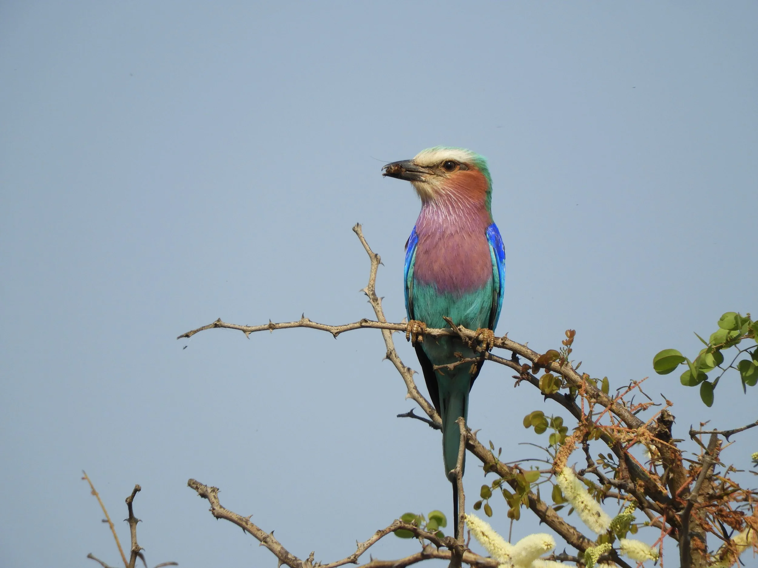 Pongola game reserve — Informatie en tips over Reizen in Zuid-Afrika
