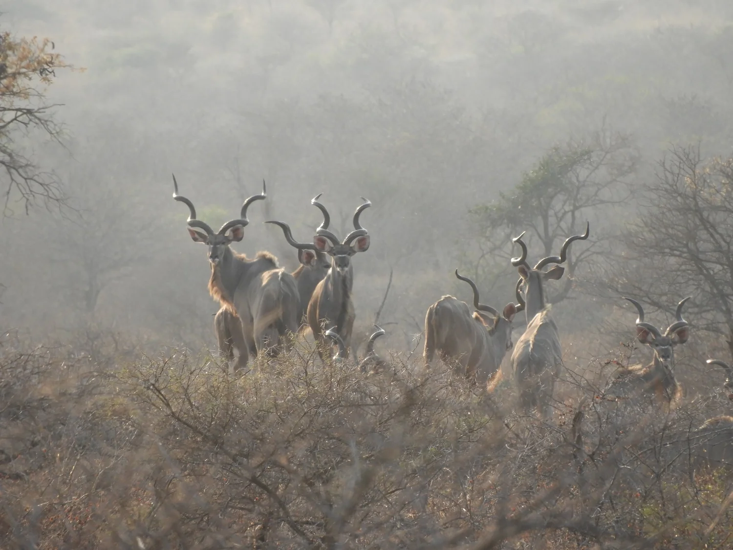 Pongola game reserve — Informatie en tips over Reizen in Zuid-Afrika
