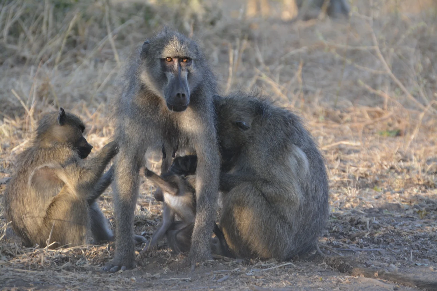 Welke dieren zie je in Zuid-Afrika — Informatie en tips over Reizen in ...