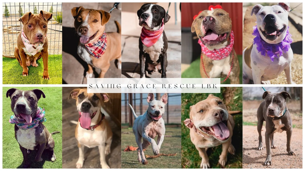 Saving Grace Rescue LBK