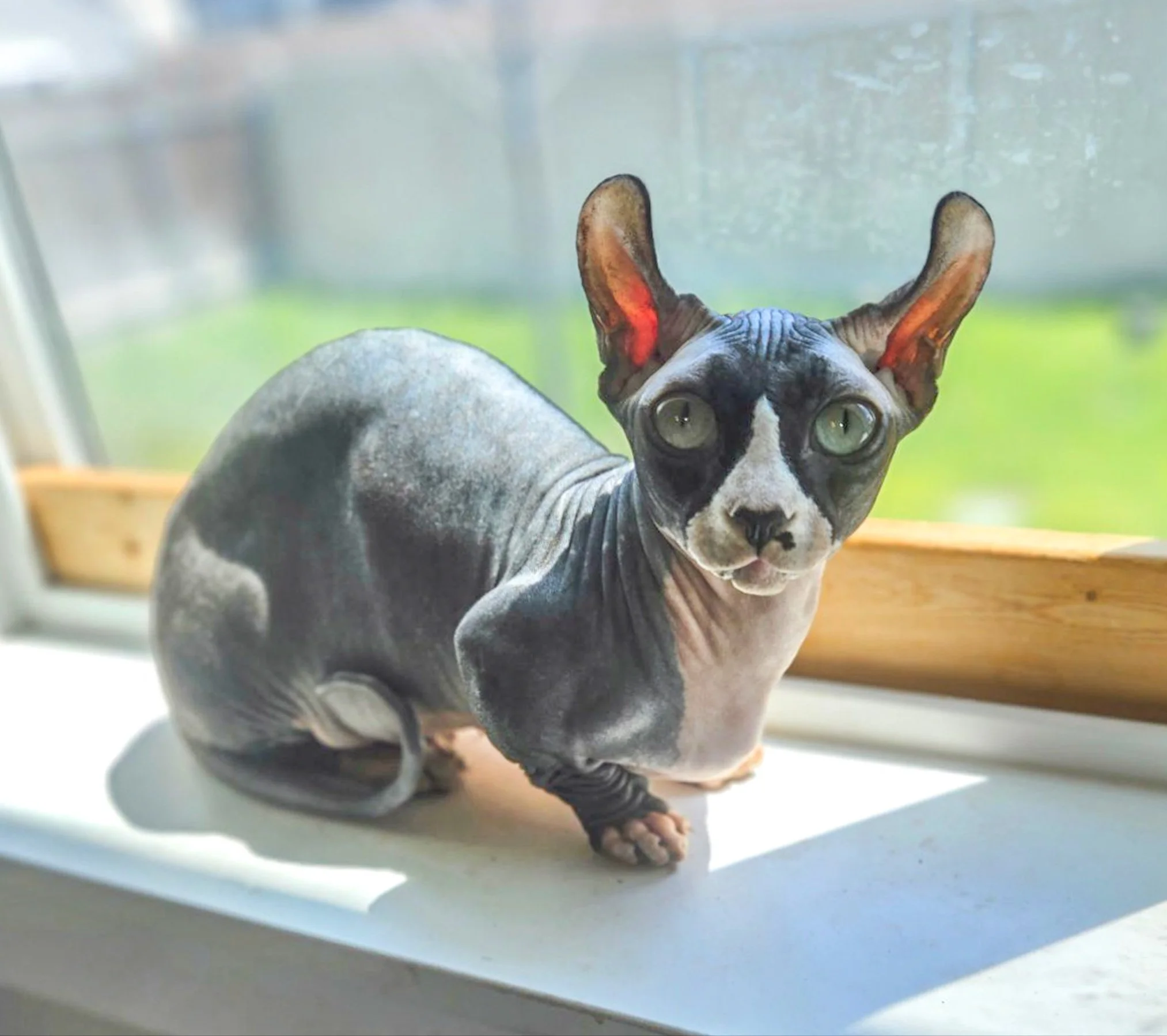 Team 1 — Purrfect Sphynxes