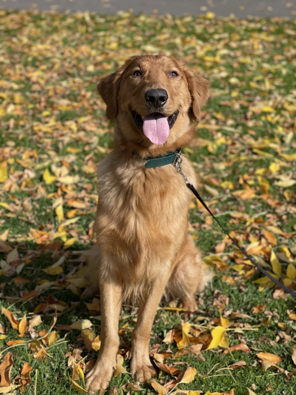 Top Tier Canine LLC (Copy)