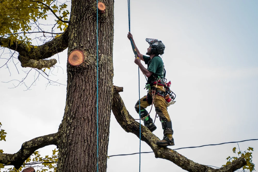 Bradley Tree Service & Excavating