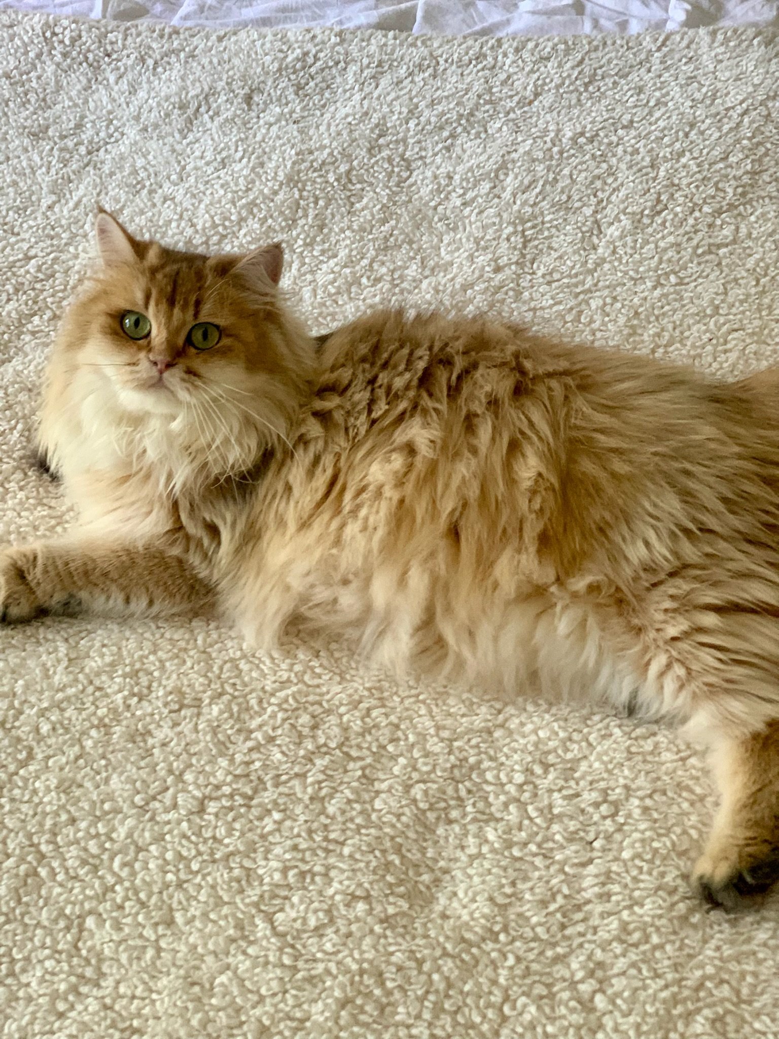 Brittish Longhair Cat - Australian Cattery - Butterscotch — Felicity Cats