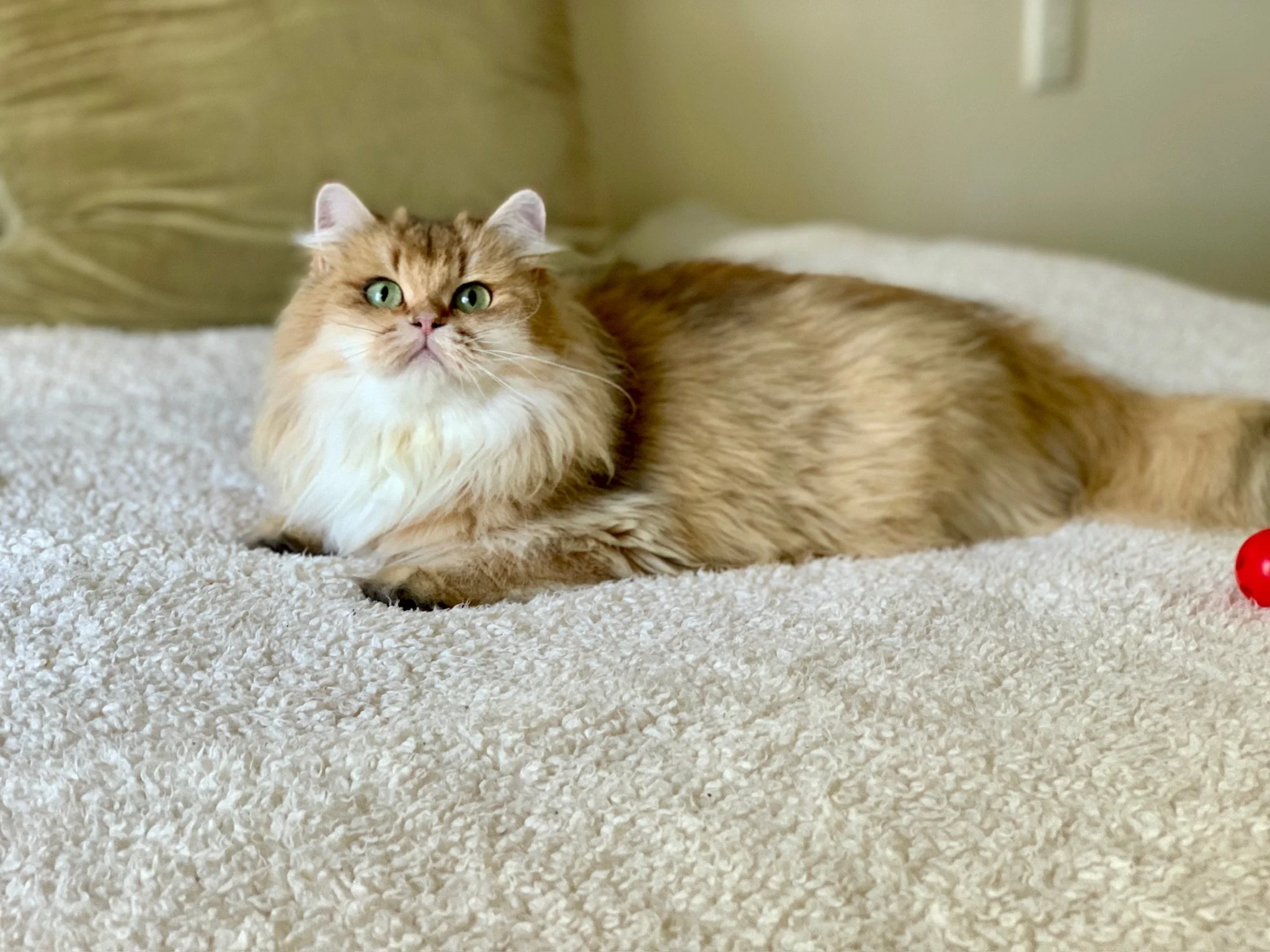 Brittish Longhair Cat - Australian Cattery - Butterscotch — Felicity Cats