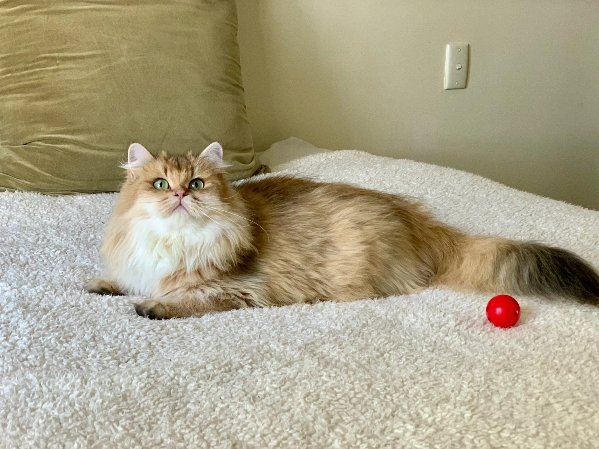 Brittish Longhair Cat - Australian Cattery - Butterscotch — Felicity Cats