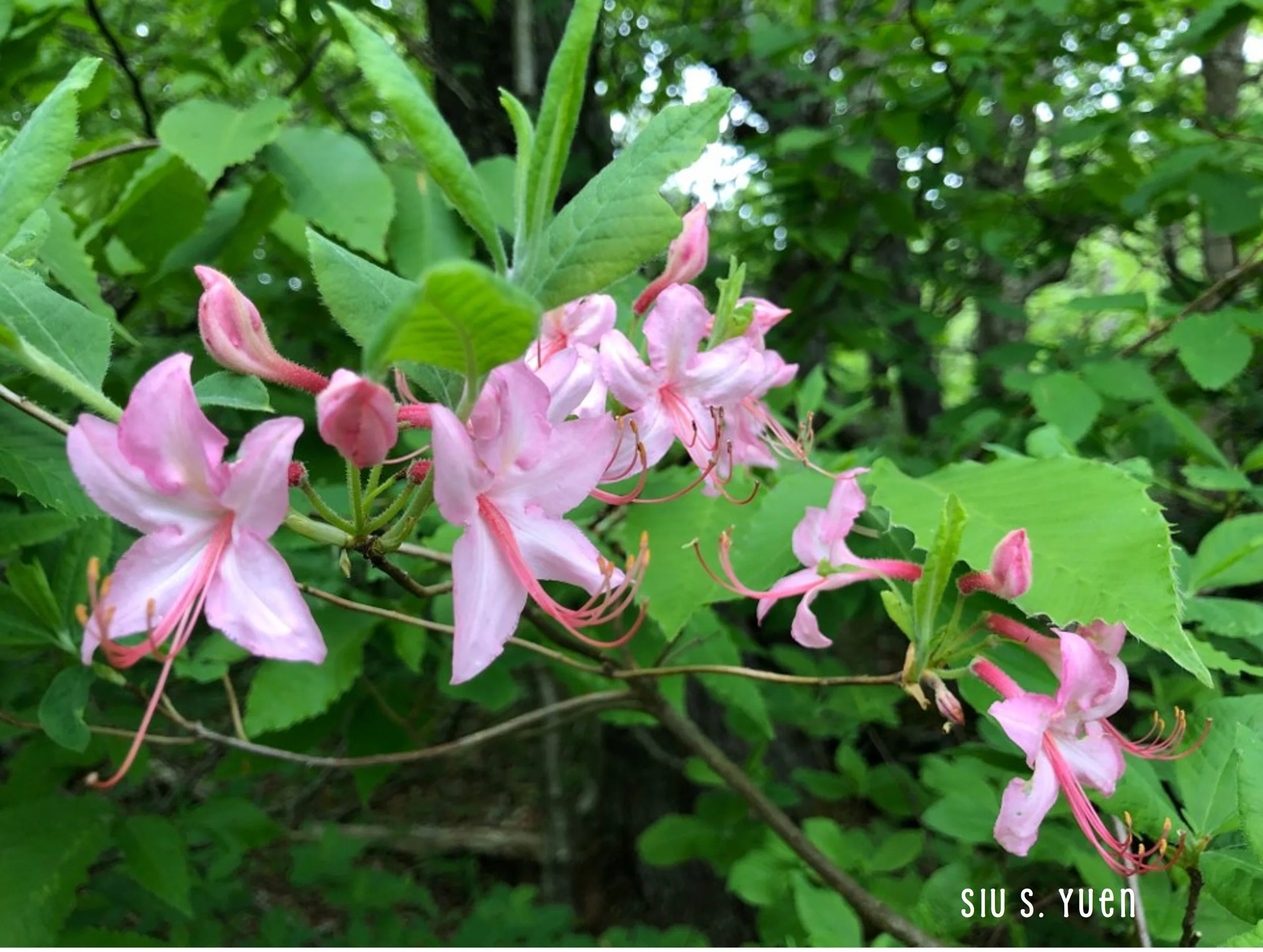 Dry Brook Ridge Trail Maintenance Hike — Catskill Mountain Club