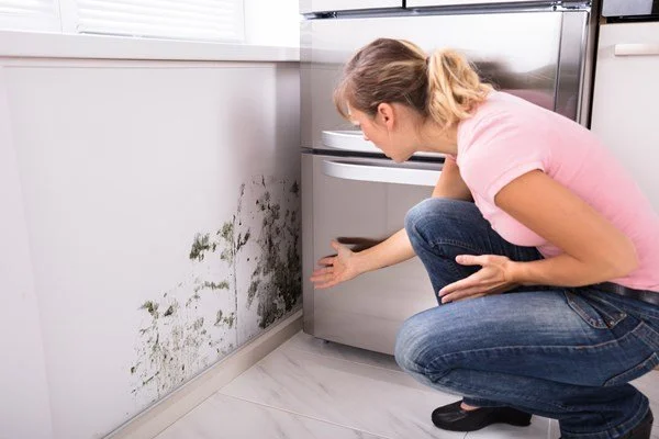 Mold Inspection Chicago | Mold Testing Chicago | Mold Inspector Chicago