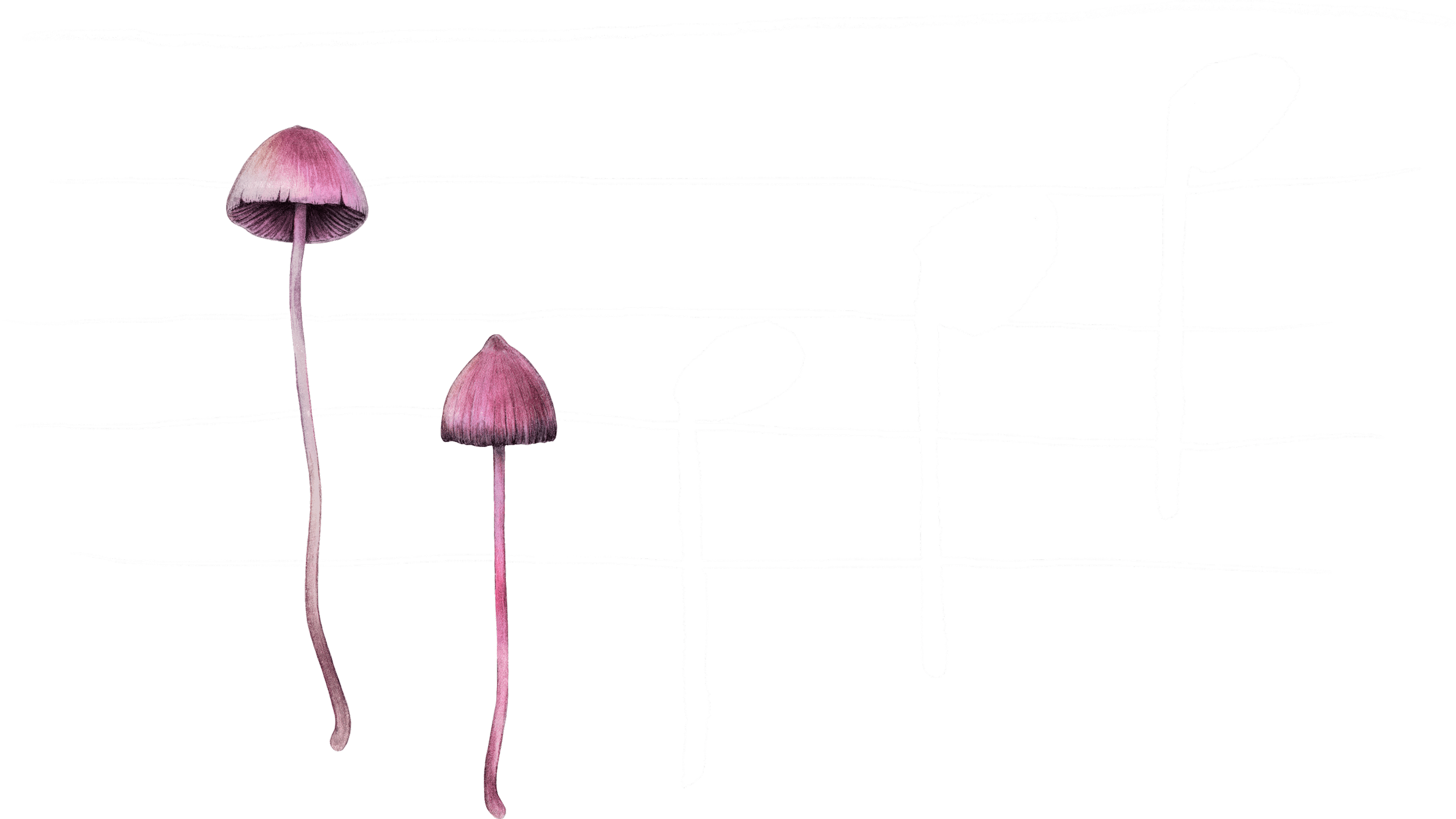 Music for Mushrooms — East Forest