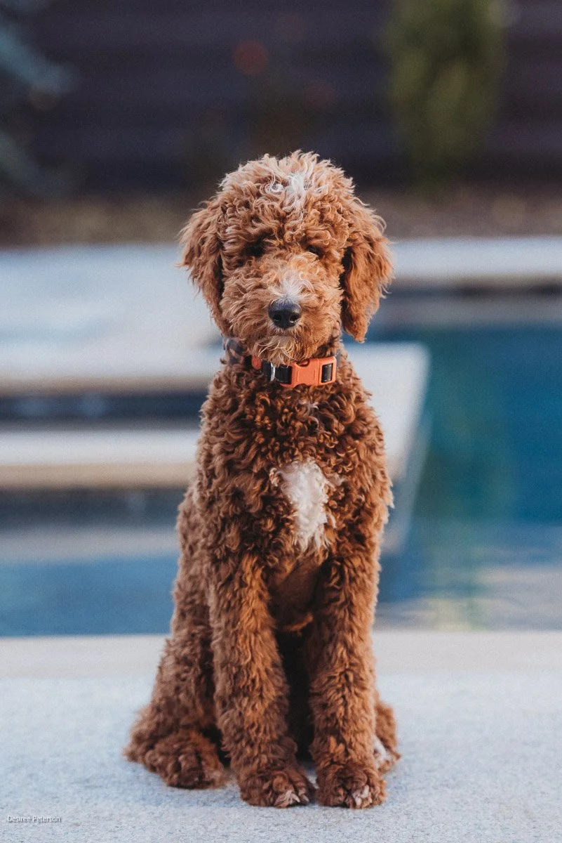 Full Grown Poodle
