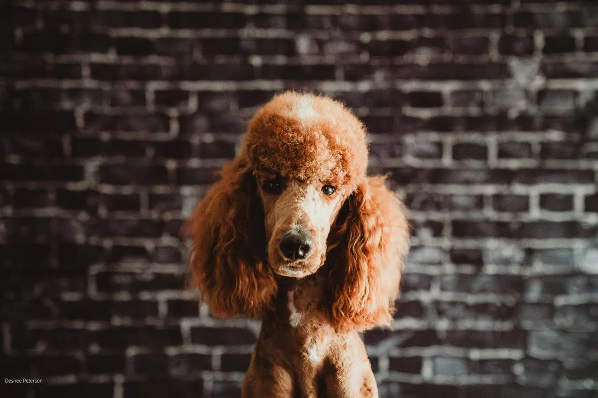 standard poodle puppies Plano, TX and Dallas-Forth Worth DFW area ...