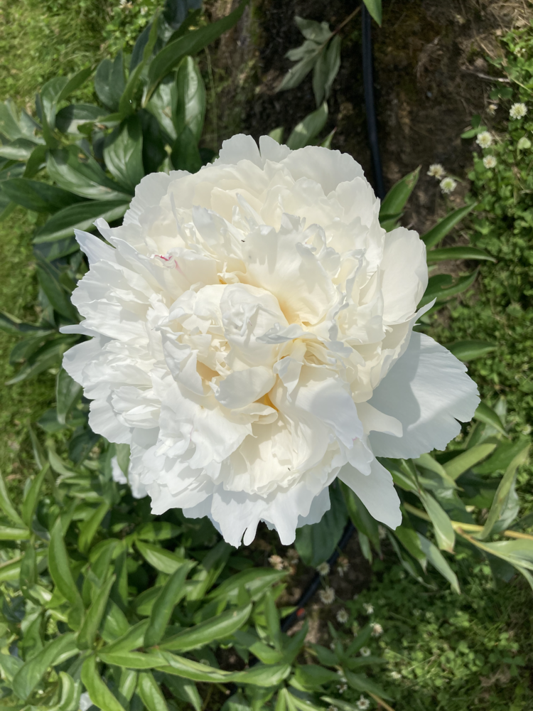 Bowl of Cream — North Pole Peonies