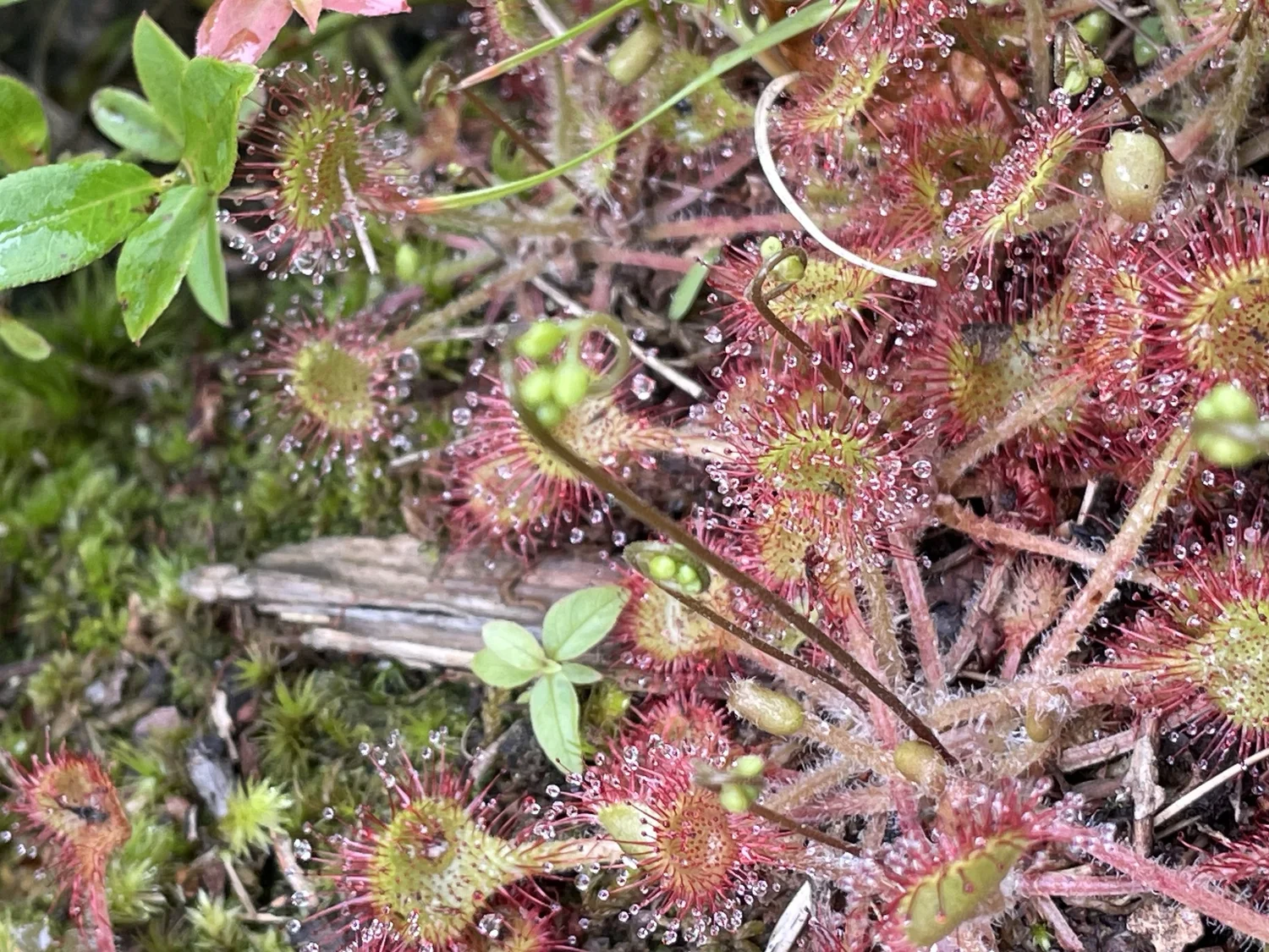 Josselyn Botanical Society